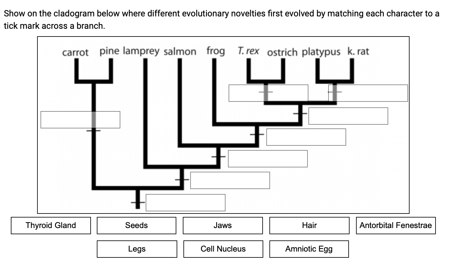 Solved Character Seeds Jaws Cell nucleus Eukaryotes Thyroid | Chegg.com