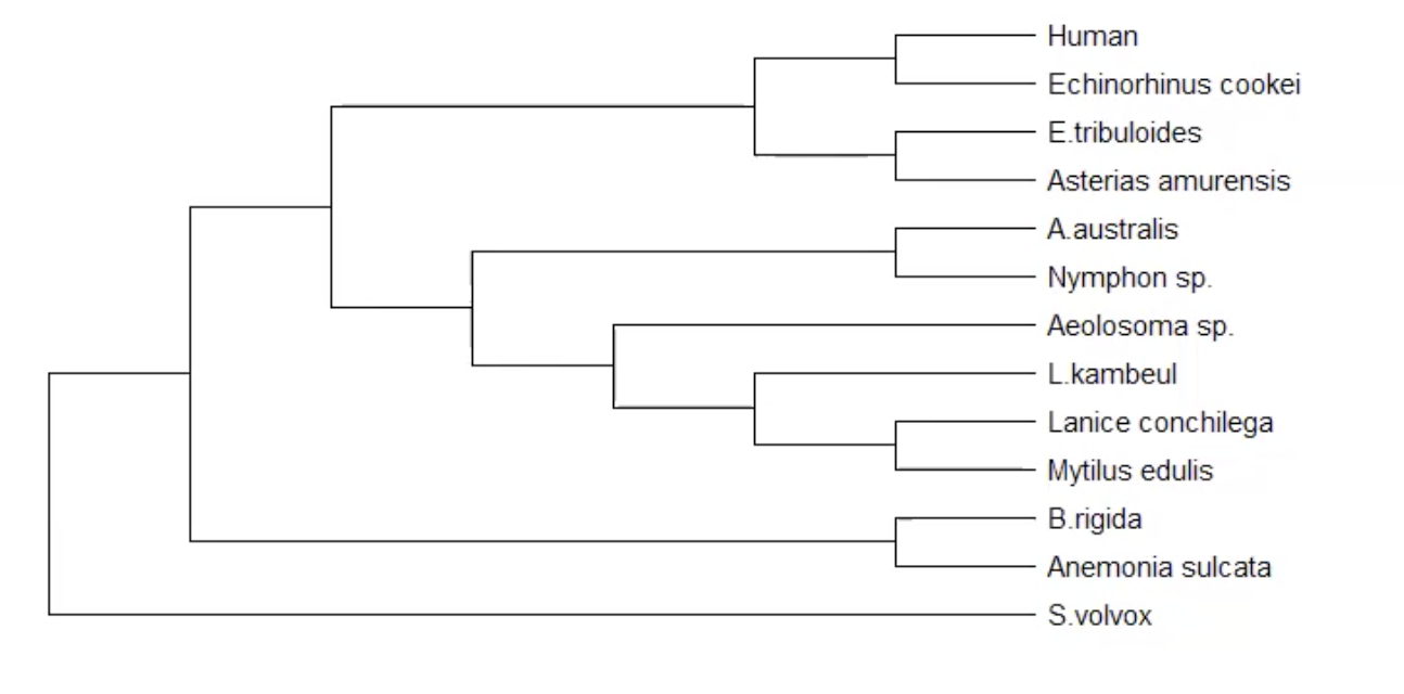 Solved Print out the phylogenetic tree and label these 5 | Chegg.com