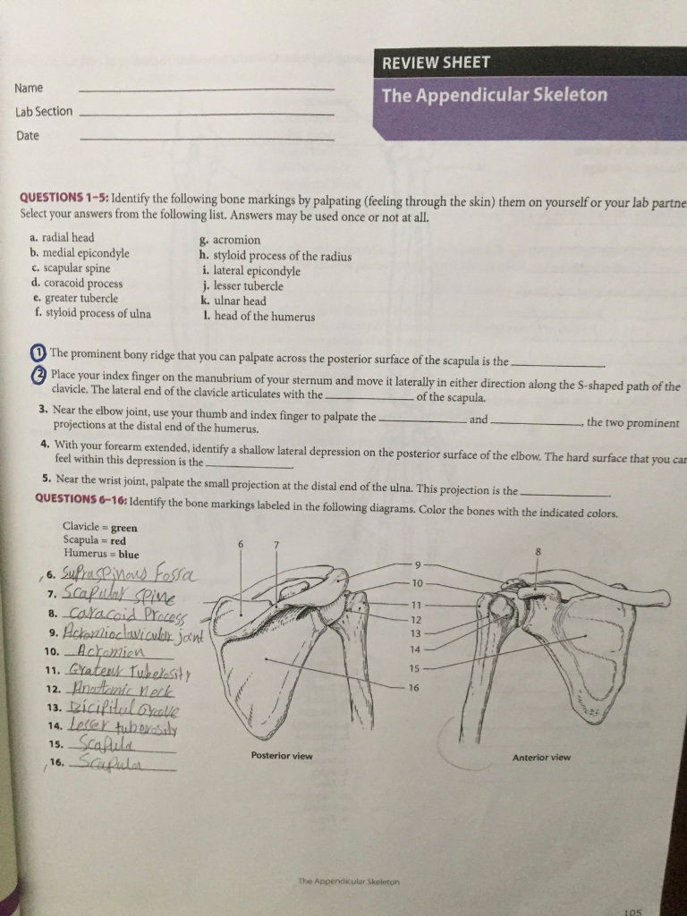 Solved REVIEW SHEET Name Lab Section Date The Appendicular | Chegg.com