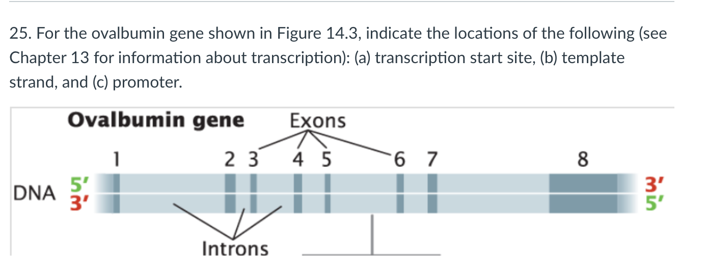 25. For the ovalbumin gene shown in Figure 14.3, | Chegg.com