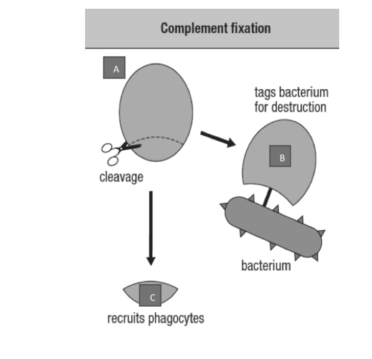 Solved Complement fixation tags bacterium for destruction | Chegg.com