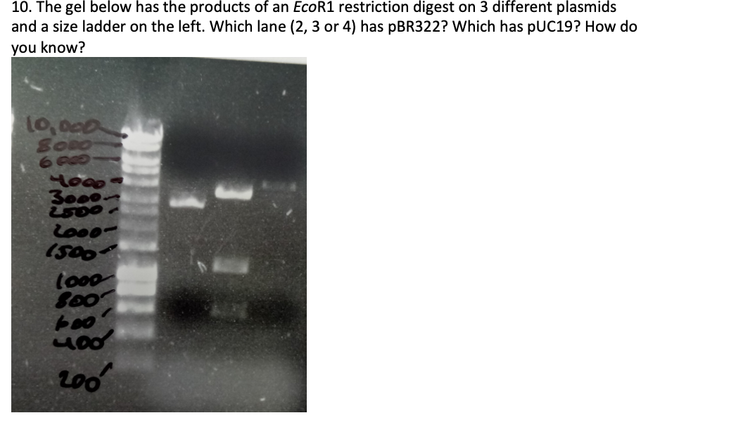 Solved 10. The gel below has the products of an EcoR1 | Chegg.com