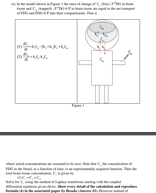 Solved (a) In the model shown in Figure 1 the rates of | Chegg.com