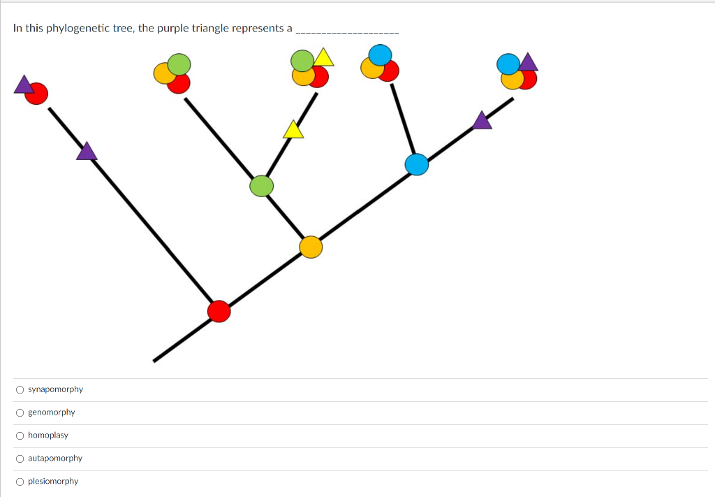 Solved In this phylogenetic tree, the purple triangle | Chegg.com