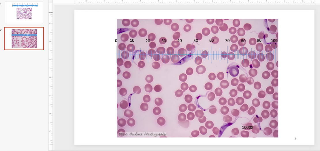 Solved Assume the ocular scale on each image in the | Chegg.com