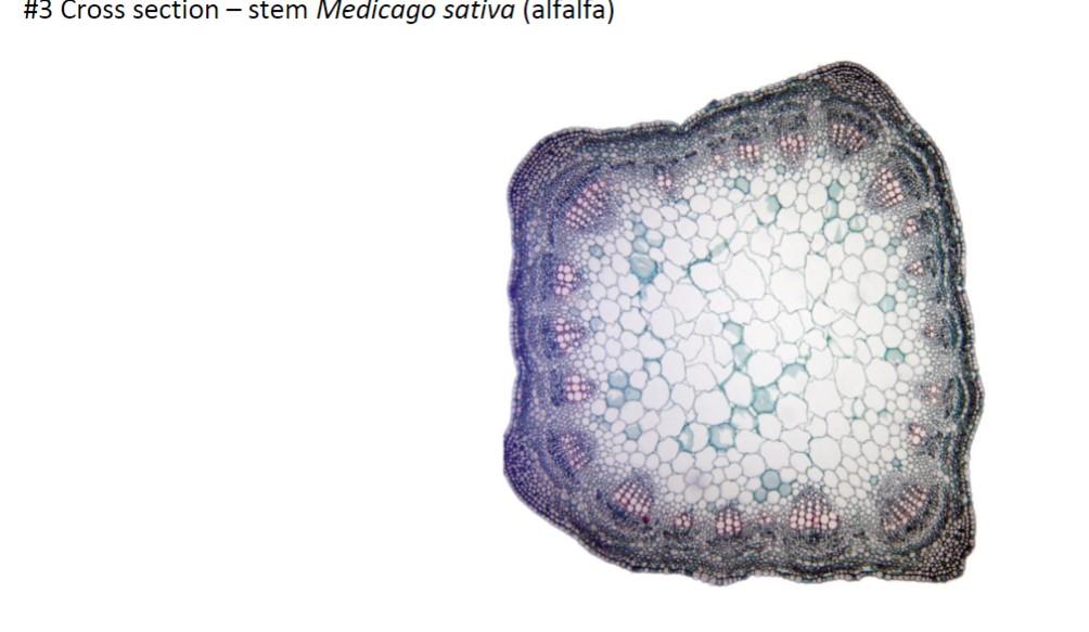 Solved Medicago sativa (alfalfa) stem cross section. Examine | Chegg.com