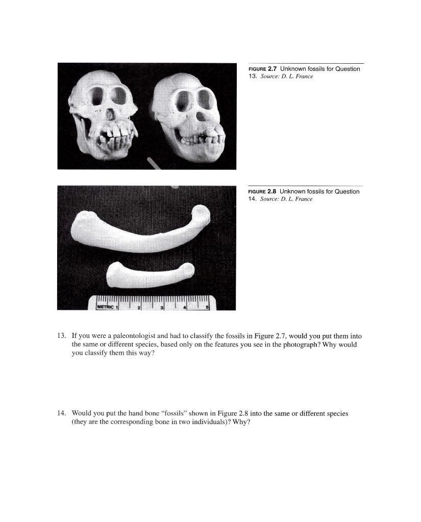 Order Primates 1 Suborder: Prosimi prosimir) | Chegg.com