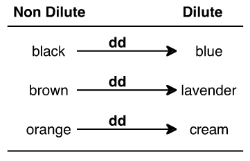 Solved D gene locus: intense colour d gene locus: dilute | Chegg.com