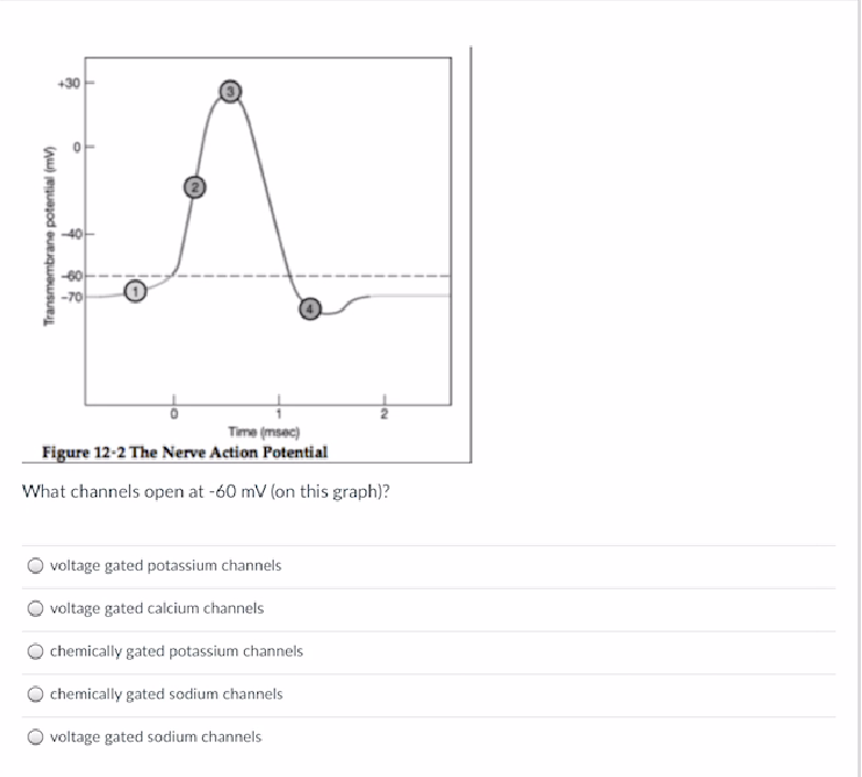 Solved Transmembrane potential (mv) ਨੂੰ 40 -70 ㅎ Time (MSC) | Chegg.com