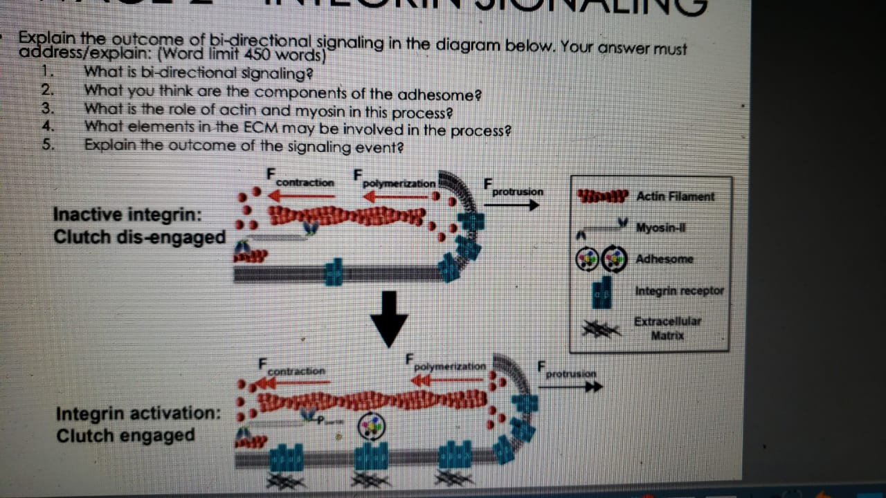 Solved - Explain the outcome of bi-directional signaling in | Chegg.com