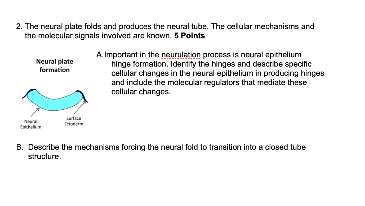 Solved 2. The neural plate folds and produces the neural | Chegg.com