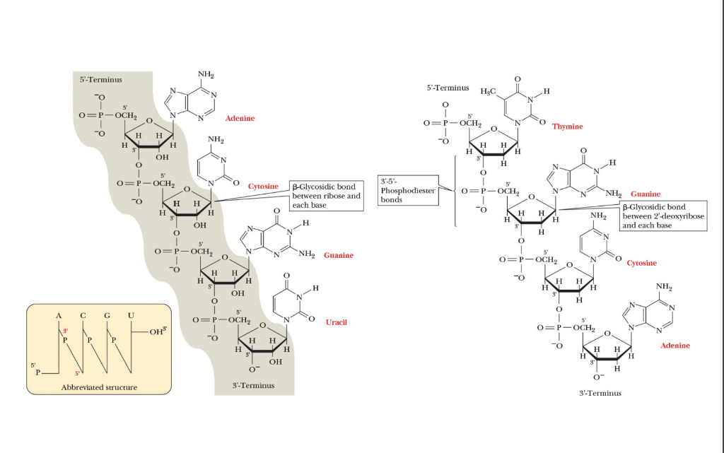 Solved why do 3 prime of ribofuranose contain O- instead of | Chegg.com