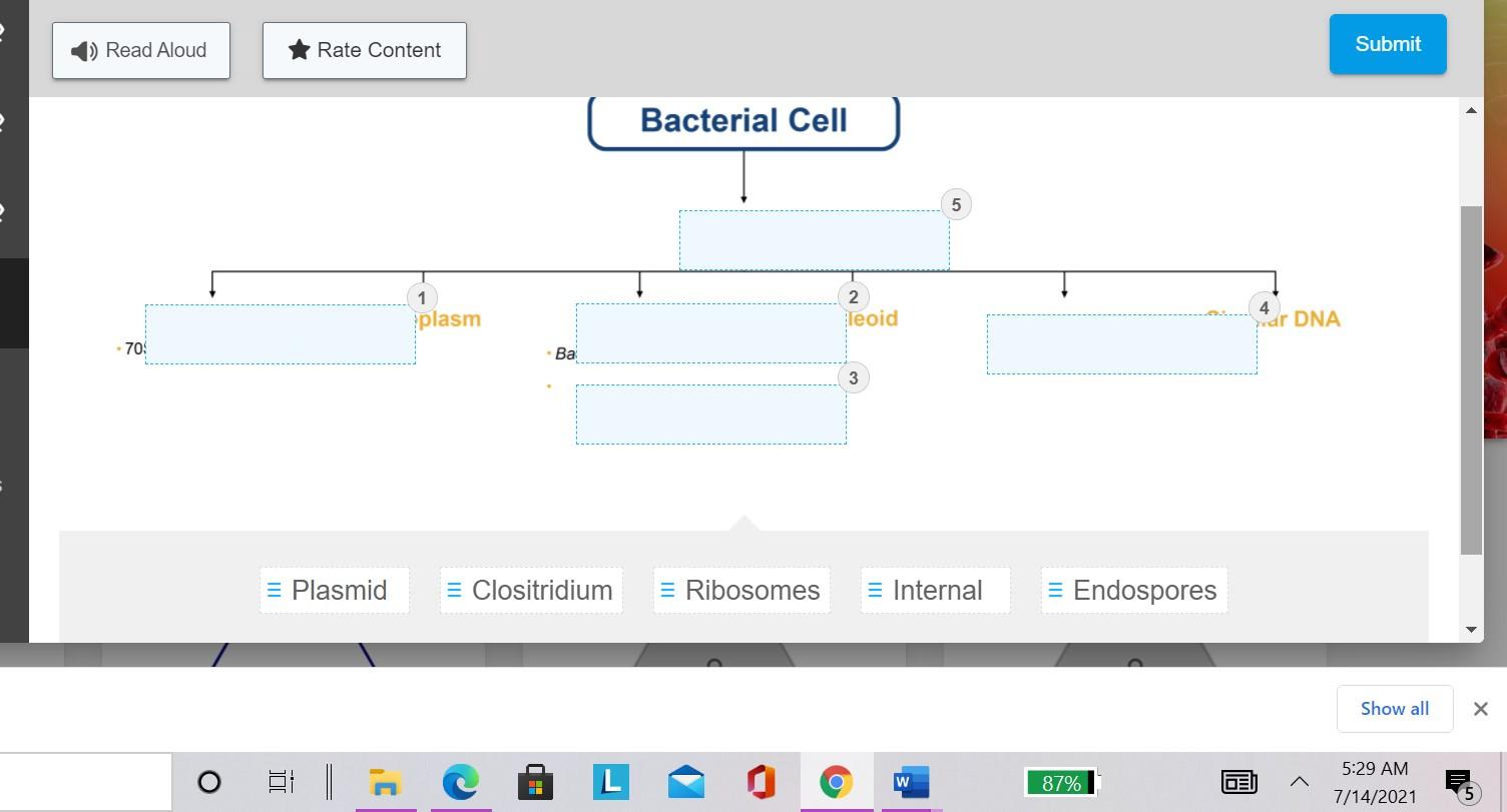 Solved Read Aloud Rate Content Submit Bacterial Cell 5 1 | Chegg.com