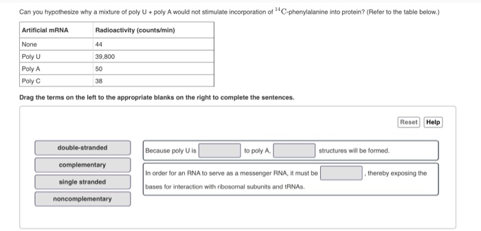Solved Can you hypothesize why a mixture of poly U+poly A | Chegg.com