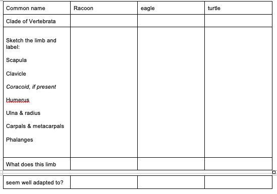 Solved Racoon eagle turtle Common name Clade of Vertebrata | Chegg.com