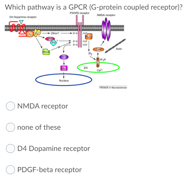 Solved Which pathway is a GPCR (G-protein coupled receptor)? | Chegg.com