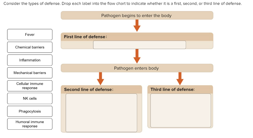Solved Consider the types of defense. Drop each label into | Chegg.com