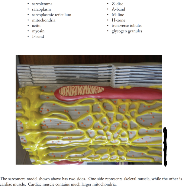 Solved . sarcolemma • sarcoplasm • sarcoplasmic reticulum • | Chegg.com