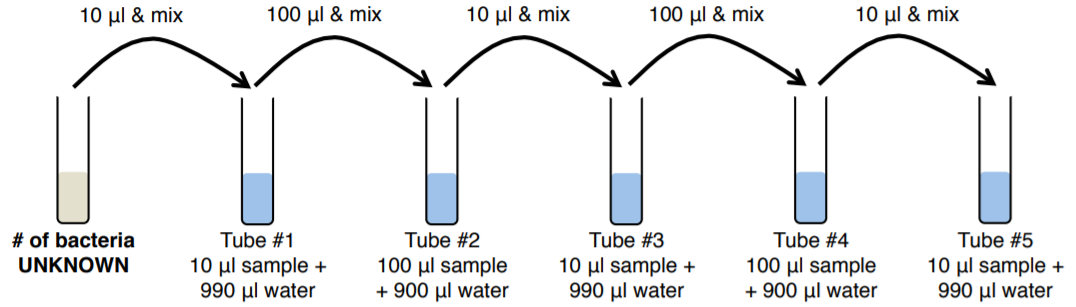 Solved 10 ul & mix 100 ul & mix 10 ul & mix 100 ul & mix 10 | Chegg.com