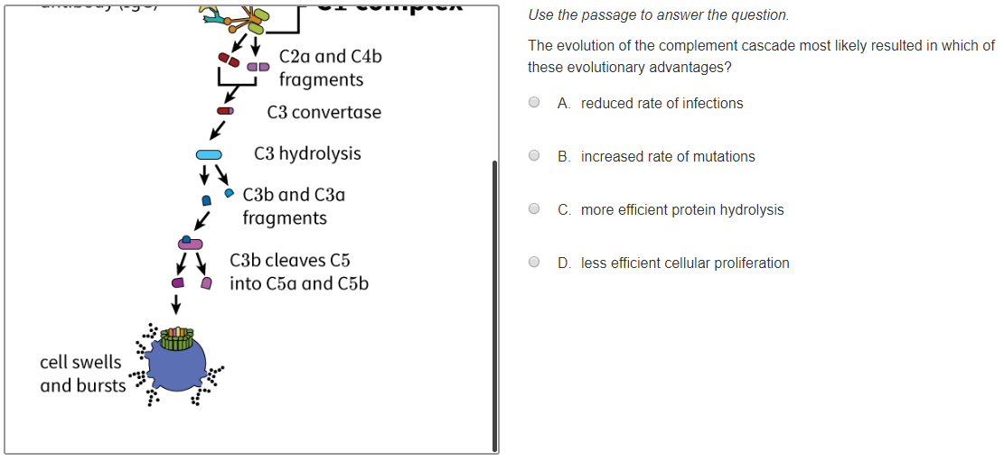 Solved The complement cascade is an important component of | Chegg.com