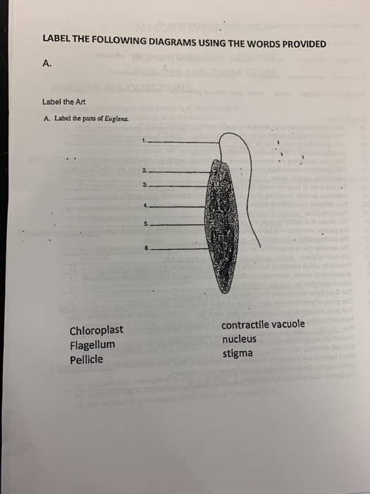 Solved B. anther pistil stigma ovary style sepal stamen | Chegg.com