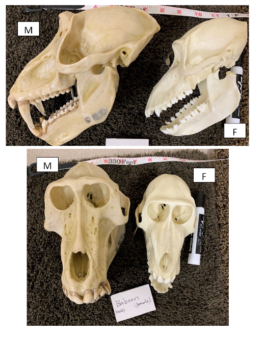 M F 5 330Tes值 M F ury are Baboon [ (female) Fair。 | Chegg.com