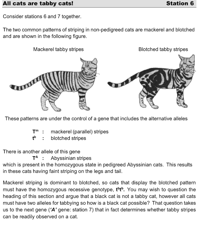 Solved What are the genotypes of the three tabby cats with | Chegg.com