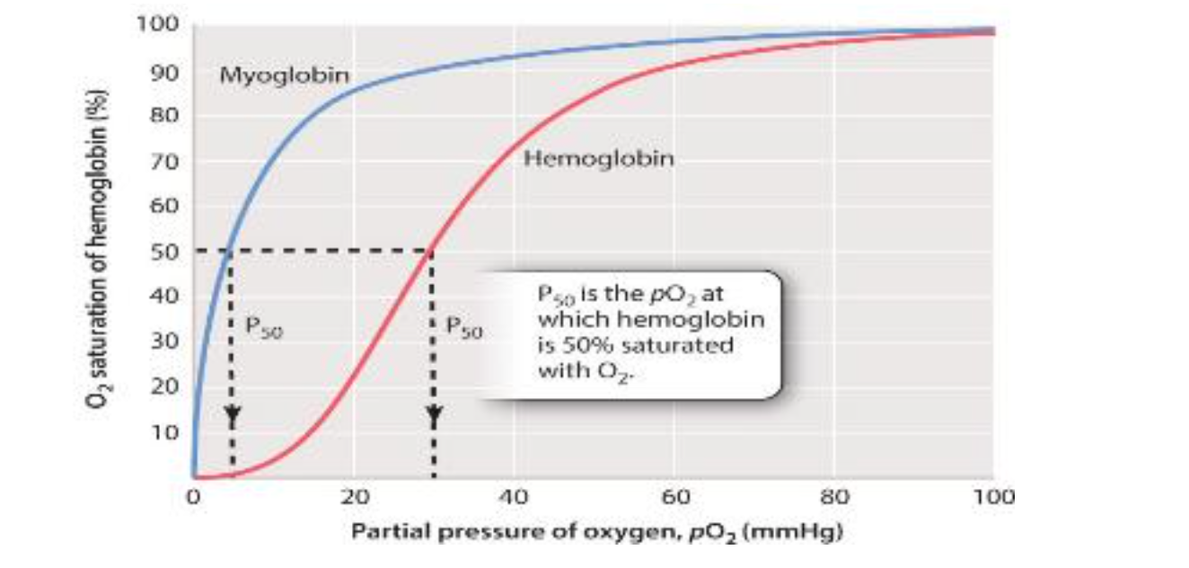 Solved pH 7.4 pH 7.2 Bohr shift O2 saturation (%) of | Chegg.com