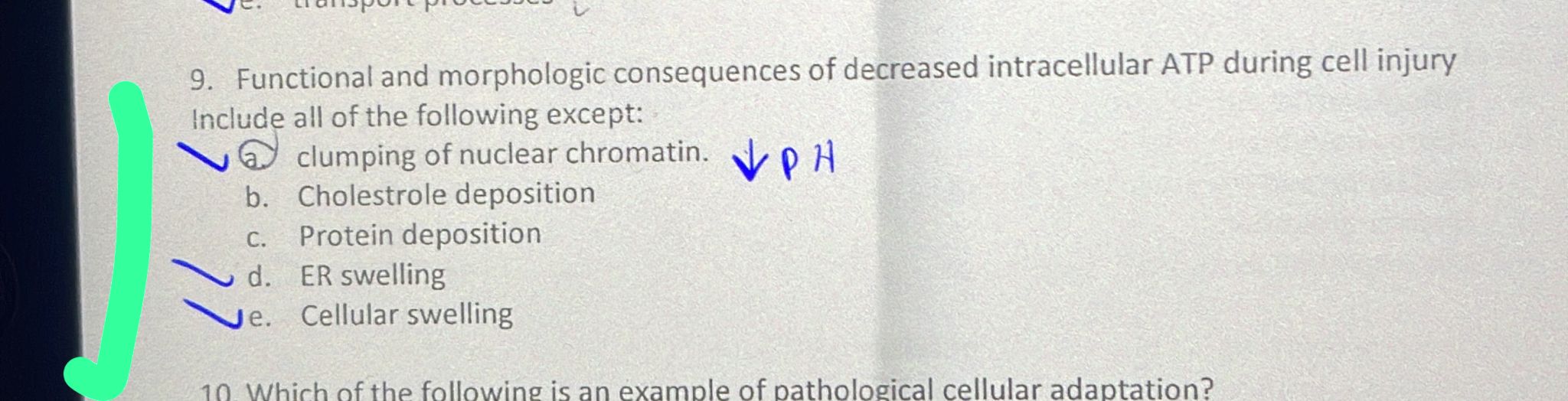 Solved Functional and morphologic consequences of decreased | Chegg.com
