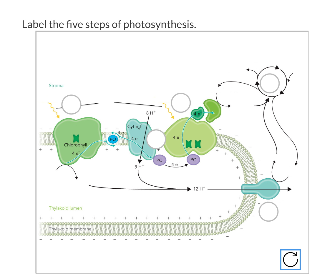 Chlorophyll Photosynthesis