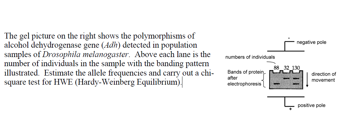 Solved The gel picture on the right shows the polymorphisms | Chegg.com