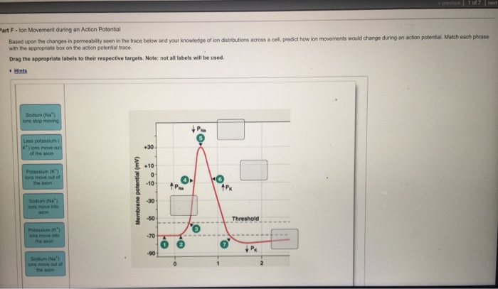 Solved Based upon the changes in permeability seen in the | Chegg.com