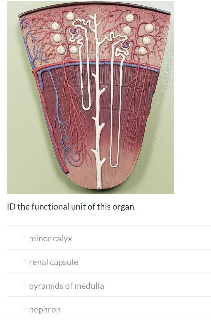 Solved ID the functional unit of this organ. minor calyx | Chegg.com