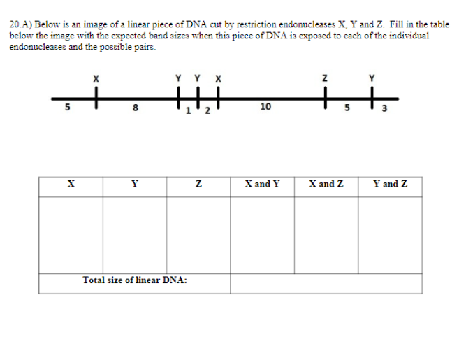 Solved 20.A) Below is an image of a linear piece of DNA cut | Chegg.com
