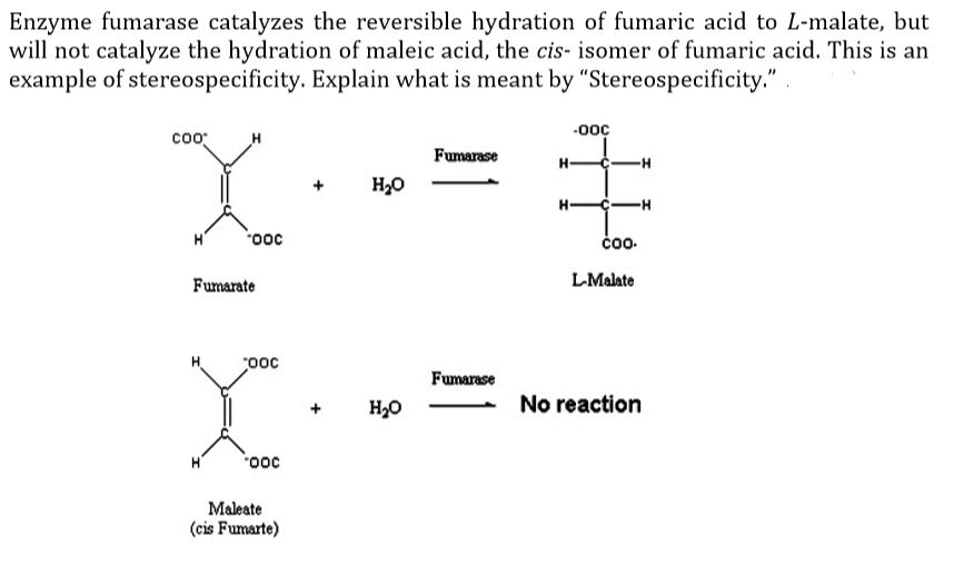Solved Enzyme fumarase catalyzes the reversible hydration of | Chegg.com
