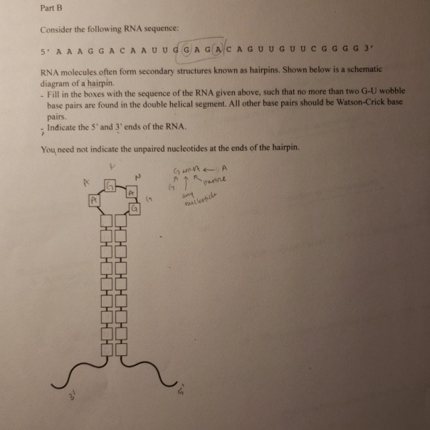 Solved Part B Consider the following RNA sequence: 5 A A AG | Chegg.com