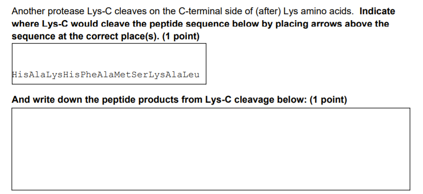 Solved Another protease Lys-C cleaves on the C-terminal side | Chegg.com
