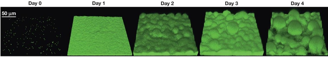 Solved In the image below, what stage of biofilm formation | Chegg.com