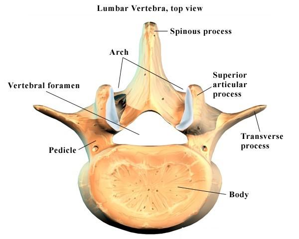 Vertebral Canal Vs Vertebral Foramen