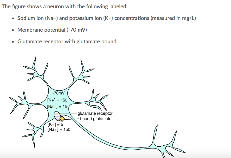 Solved The figure shows a neuron with the following labeled: | Chegg.com