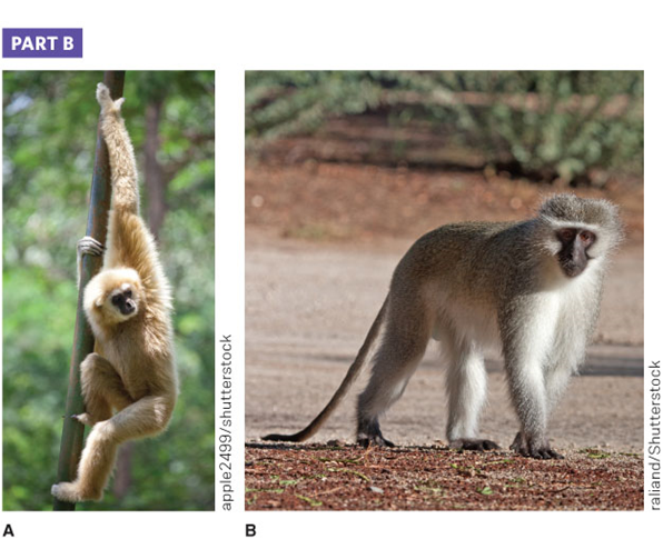 Solved Is primate A an Ape or Afro-Eurasian Monkey?Group of | Chegg.com