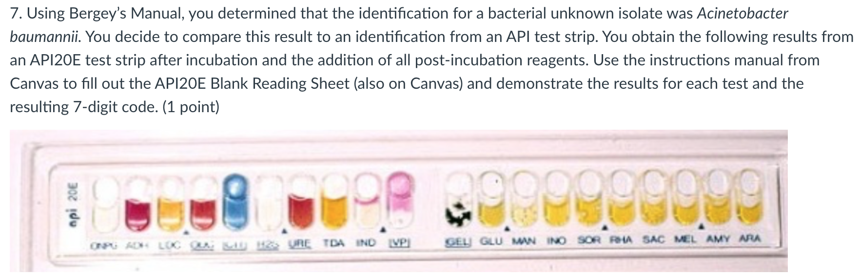 Solved 7. Using Bergey's Manual, you determined that the | Chegg.com