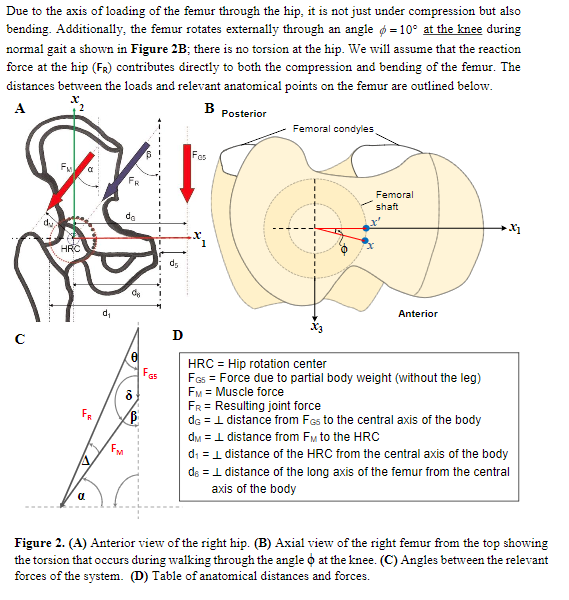Solved Due to the axis of loading of the femur through the | Chegg.com