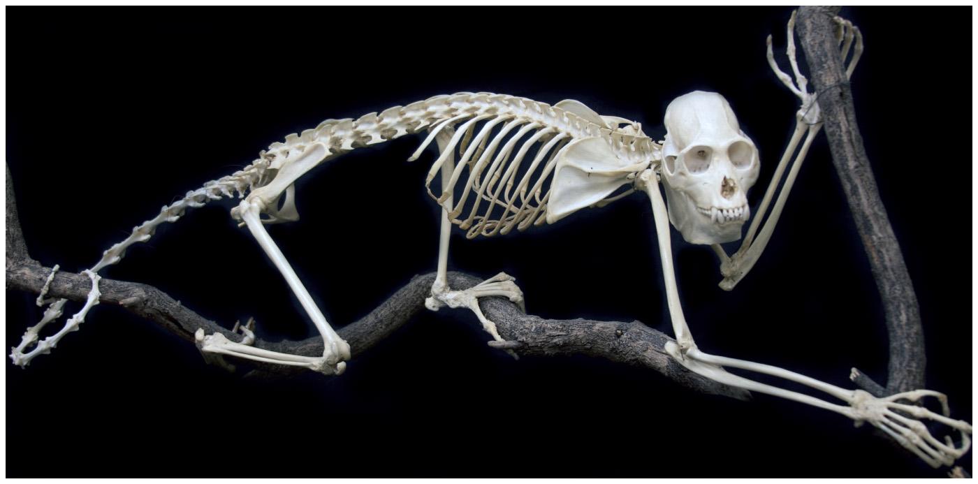 Solved Provide information for Mystery Primate A in Parts | Chegg.com