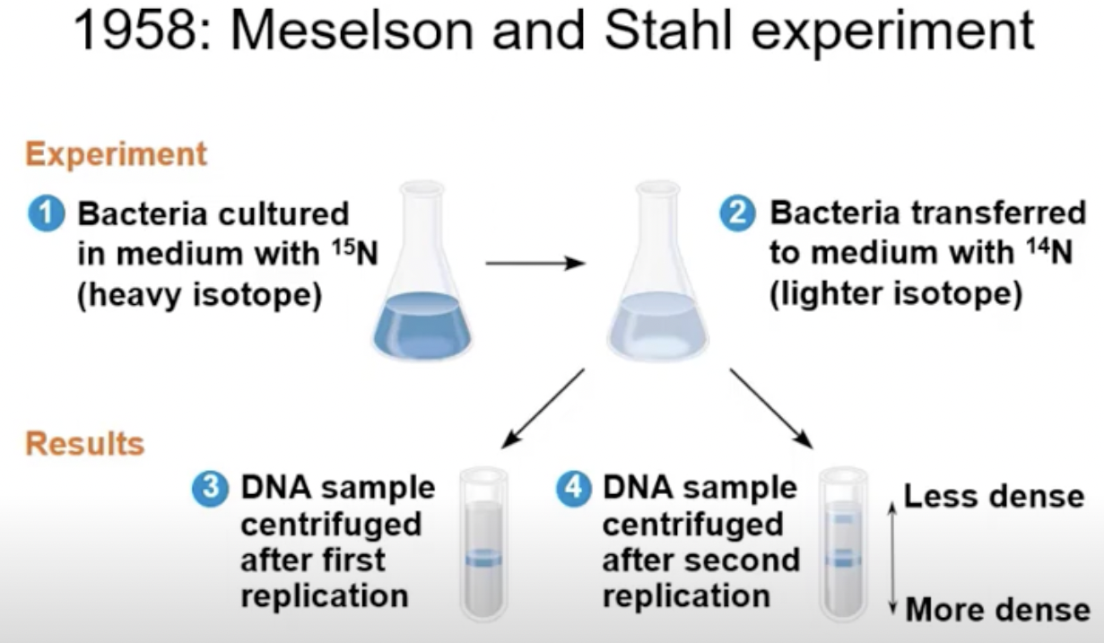 Solved Predict and draw out what would happen if we start | Chegg.com
