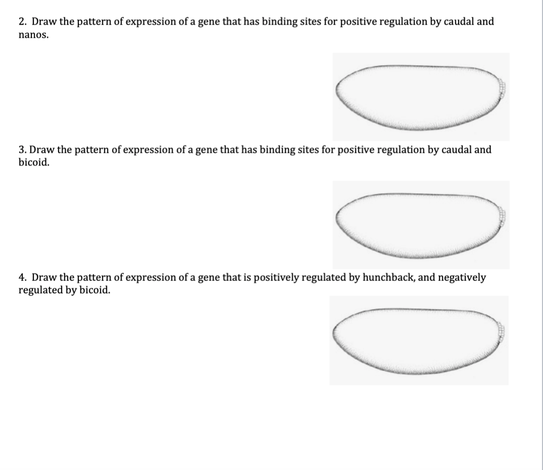 Solved 2. Draw the pattern of expression of a gene that has | Chegg.com