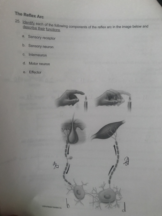 Solved The Reflex Arc 25. Identify each of the following | Chegg.com