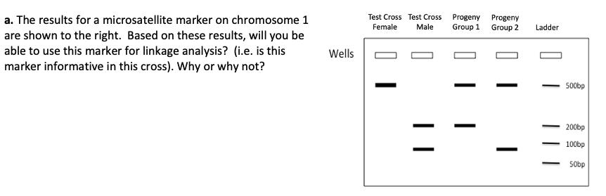 Solved Test Cross Test Cross Female Male Progeny Group 1 | Chegg.com