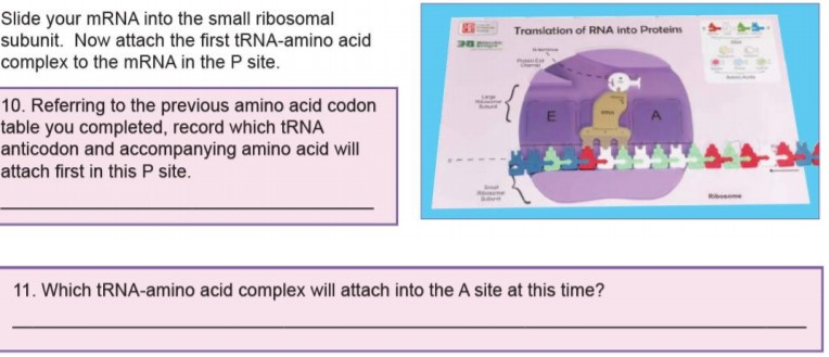 Solved Translation of RNA into Proteins Slide your mRNA into | Chegg.com