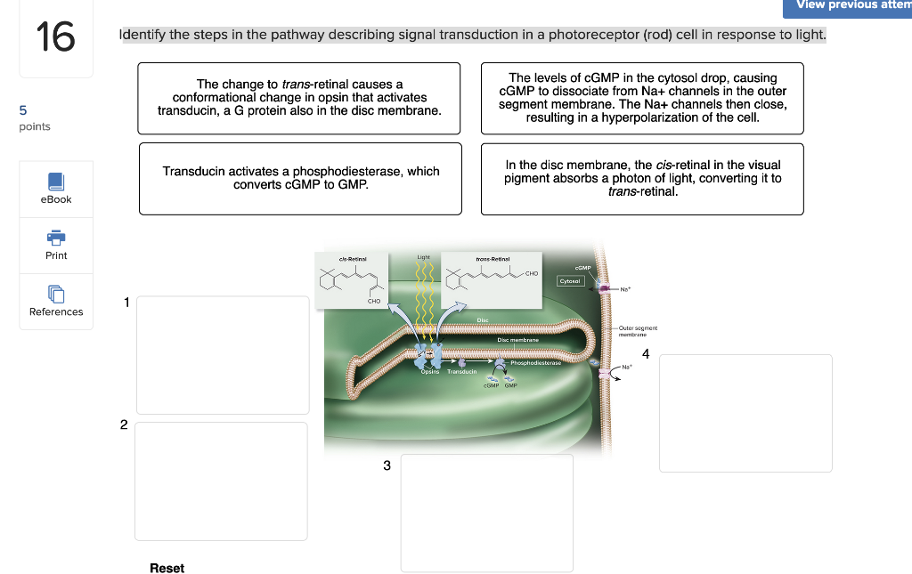 Solved Identify the steps in the pathway describing signal | Chegg.com